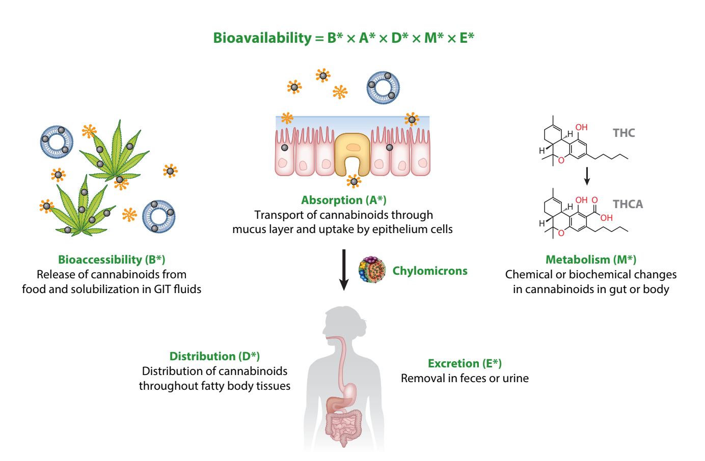 Science for product makers: Why cannabis nanoemulsion offers quick onset