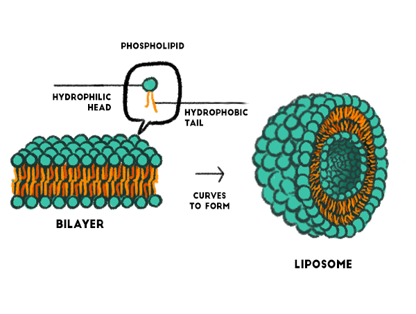 Science for product makers: the difference between micelles, emulsions ...