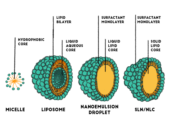 Science for product makers: the difference between micelles, emulsions ...